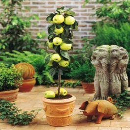 Buy Mini Apple Tree Malus Golden Delicious affordable | Gardens4You.co.uk