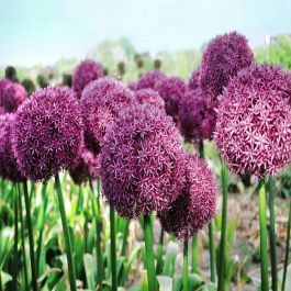 Buy Allium Pinball Wizard 18/20 x 5 affordable | Gardens4You.co.uk