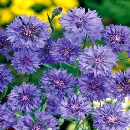 Buy Cornflower Blue Ball affordable | Gardens4You.co.uk