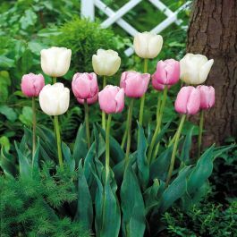Buy Tulip Combo white/pink x 20 affordable | Gardens4You.co.uk