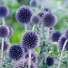 Buy Echinops ritro Veitch Blue affordable | Gardens4You.co.uk