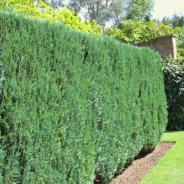 Buy Lawsons Cypress Hedge x 10 affordable | Gardens4You.co.uk