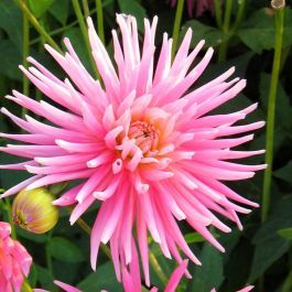 Buy Dahlia Park Princess affordable | Gardens4You.co.uk