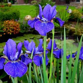 Buy Iris sibirica Deep Blue x 3 affordable | Gardens4You.co.uk