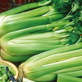 Buy Celery Pascal affordable | Gardens4You.co.uk
