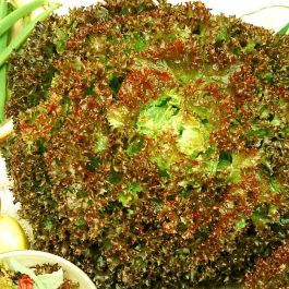 Buy Lettuce Lollo Rosa affordable | Gardens4You.co.uk