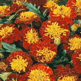Buy French Marigold Harmony Boy affordable | Gardens4You.co.uk