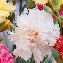 Buy Dianthus caryophyllus affordable | Gardens4You.co.uk