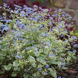 Buy Brunnera macrophylla variegata affordable | Gardens4You.co.uk