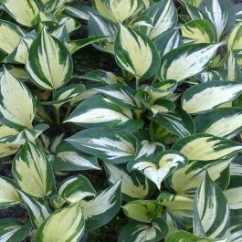Buy Hosta Pathfinder affordable | Gardens4You.co.uk