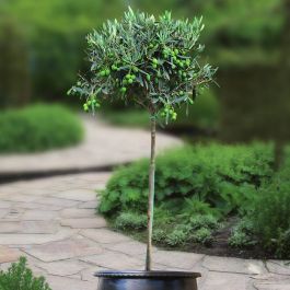 Buy Standard Olea Europea 24 cm pot affordable | Gardens4You.co.uk