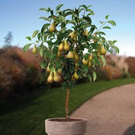 Buy Standard Pear Tree Conference 80 affordable | Gardens4You.co.uk