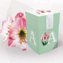 Buy Amaryllis Apple Blossom Gift affordable | Gardens4You.co.uk