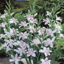 Buy Gladiolus nanus Nymph x 10 affordable | Gardens4You.co.uk