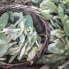 Buy Dutch Corn Salad North Holland affordable | Gardens4You.co.uk