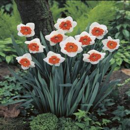 Buy Daffodil Bella Vista x 10 affordable | Gardens4You.co.uk