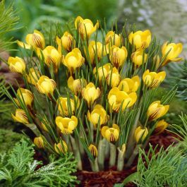 Buy Crocus chrysanthus Fuscotinctus x 20 affordable | Gardens4You.co.uk