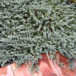 Buy Juniperus horizontalis Blue Chip affordable | Gardens4You.co.uk