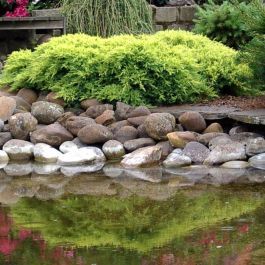 Buy Juniperus x pfitzeriana Gold Coast affordable | Gardens4You.co.uk