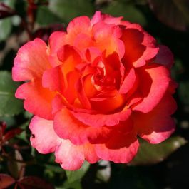 Buy Kordes Hybrid Tea Rose Fairest Cape affordable | Gardens4You.co.uk