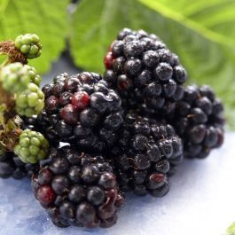 Buy Rubus fruticosus Triple Crown affordable | Gardens4You.co.uk
