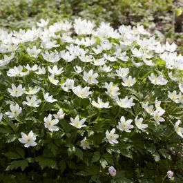 Buy Anemone nemorosa alba 9cm affordable | Gardens4You.co.uk