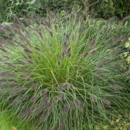 Buy Pennisetum alopecuroides Moudry affordable | Gardens4You.co.uk