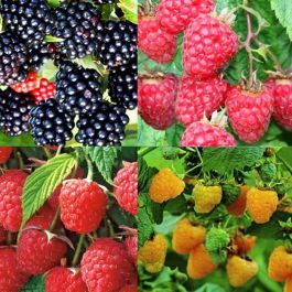 Buy Raspberry and Blackberry Collection affordable | Gardens4You.co.uk