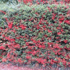 Buy Pyracantha Red Column Hedge x5 x 5 affordable | Gardens4You.co.uk