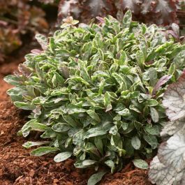 Buy Ajuga tenor Dixie Chip affordable | Gardens4You.co.uk