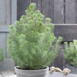 Buy Pinus Silver Crest 60 cm (17 cm pot) affordable | Gardens4You.co.uk