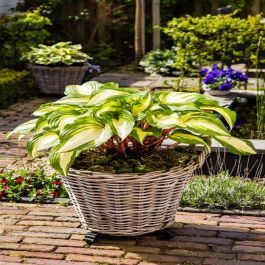 Buy Hosta Raspberry Sundae affordable | Gardens4You.co.uk