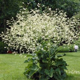 Buy Crambe Cordifolia affordable | Gardens4You.co.uk