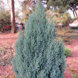 Buy Juniperus Stricta 9 cm pot affordable | Gardens4You.co.uk