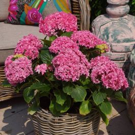 Buy Hydrangea macrophylla perfection 12 cm p affordable | Gardens4You.co.uk