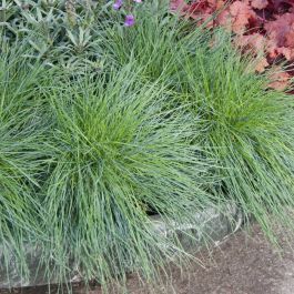 Buy Festuca glauca Ovina 12 cm Pot affordable | Gardens4You.co.uk