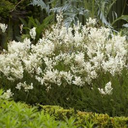 Buy Filipendula Vulgaris affordable | Gardens4You.co.uk