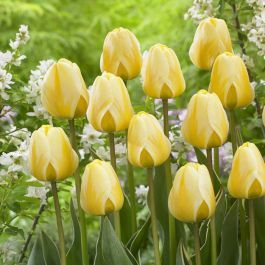 Buy Tulip darwin hybrid Cream Cocktail 11/12 x 10 affordable ...