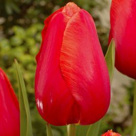 Buy Tulip single late Avignon 11/12 cm x 10 affordable | Gardens4You.co.uk