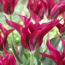 Buy Tulip viridiflora Doll's Minuet 11/12 cm x 10 affordable ...