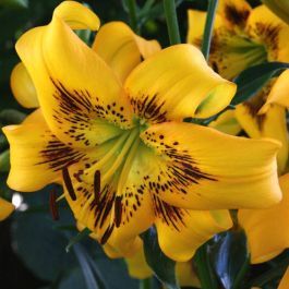 Buy Lilium Tiger Yellow Bruse 12/14 x 3 affordable | Gardens4You.co.uk