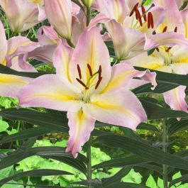 Buy Lilium Orientale Hocus Pocus 12/14 x 3 affordable | Gardens4You.co.uk