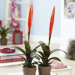 Buy Vriesea Era 12cm pot affordable | Gardens4You.co.uk