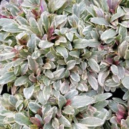 Buy Ajuga tenorii Princess Nadia affordable | Gardens4You.co.uk