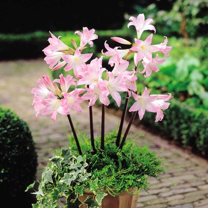 Buy Crinum Powellii Pink affordable | Gardens4You.co.uk