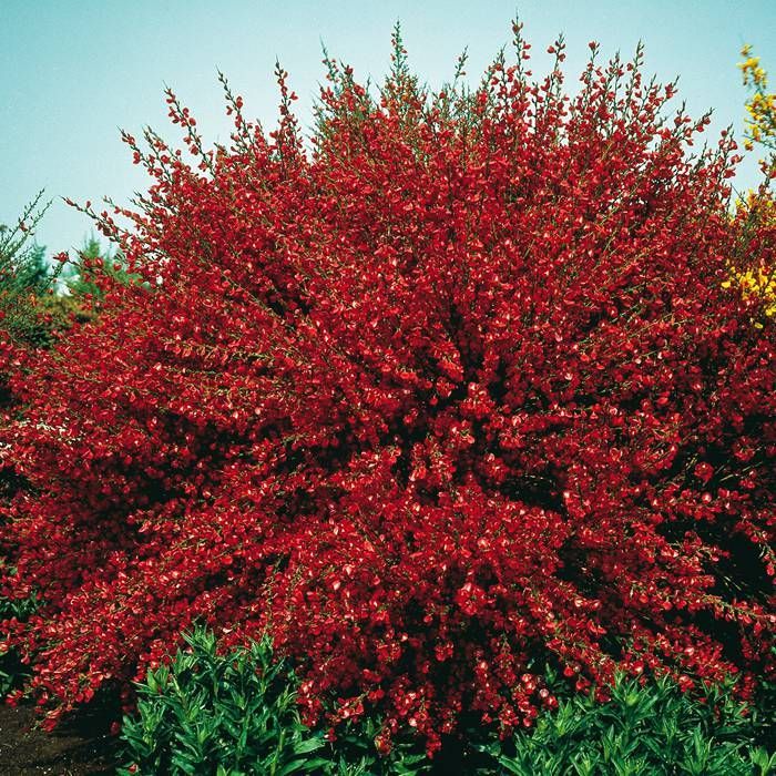 Buy Cytisus Praecox Hollandia Red Broom affordable | Gardens4You.co.uk