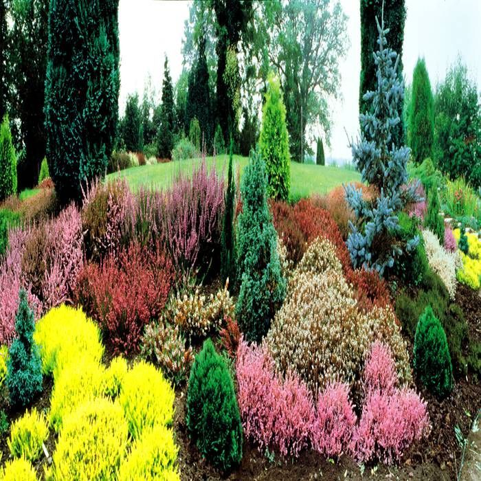 Buy Calluna Heather mix x 3 affordable | Gardens4You.co.uk