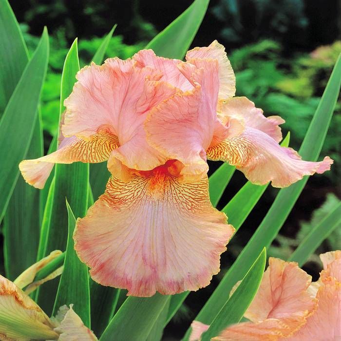Buy Iris germanica Salmon Pink affordable | Gardens4You.co.uk