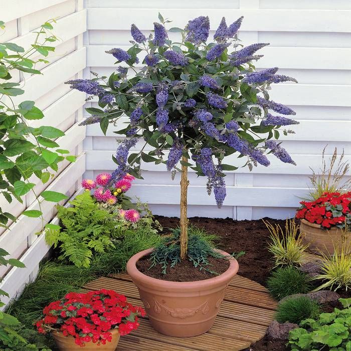 Buy Standard Buddleja affordable | Gardens4You.co.uk
