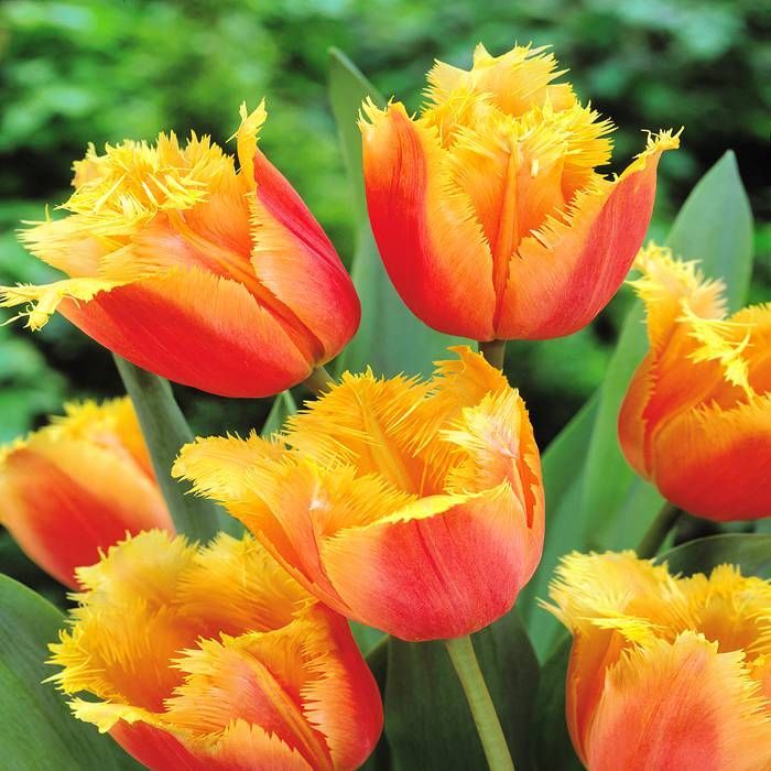 Buy Tulip fringed Lambada x 10 affordable | Gardens4You.co.uk